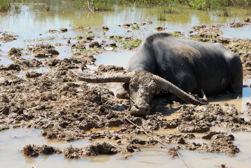 Buffalo in the mud stock image. Image of mammal, south - 15920201
