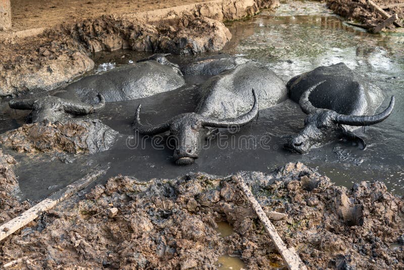 Buffalo in the mud stock image. Image of park, agriculture - 196515811