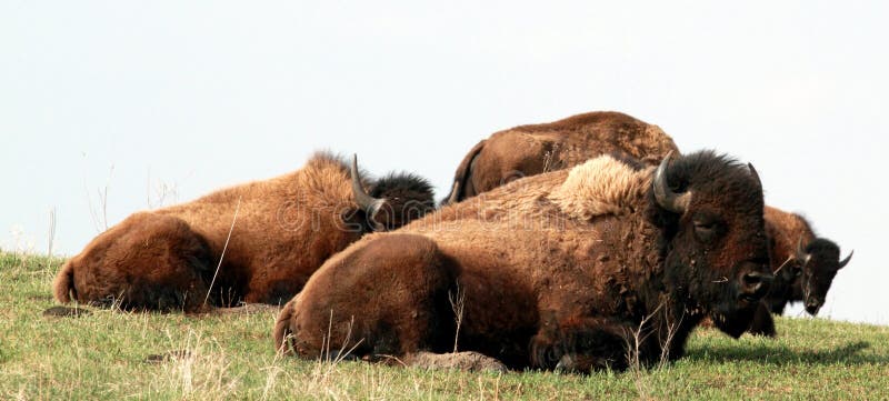 Bison aka Buffalo napping stock photo. Image of sleep - 40055434