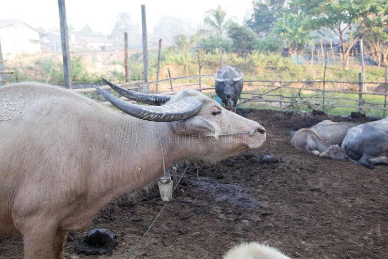 Goan Cow Stock Photos - Free & Royalty-Free Stock Photos from Dreamstime