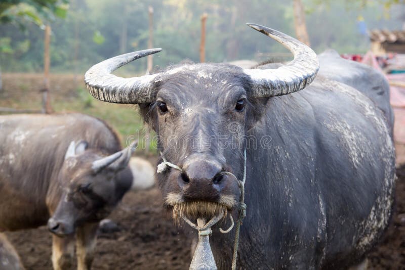 Buffalo stock image. Image of domestic, asia, horned - 136749129