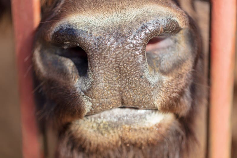 Buffalo Nose at the Zoo stock photo. Image of bison - 140699014