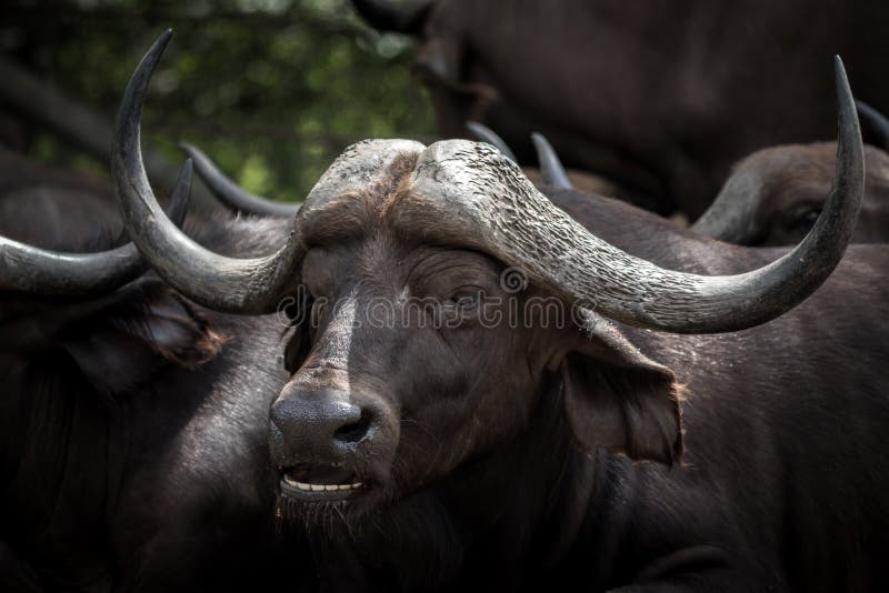 Buffalo stock image. Image of fauna, brown, alone, ears - 89151931
