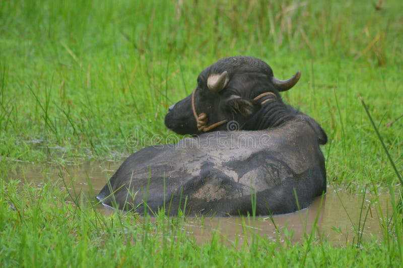 Buffalo on the paddy field stock image. Image of animal - 188827731