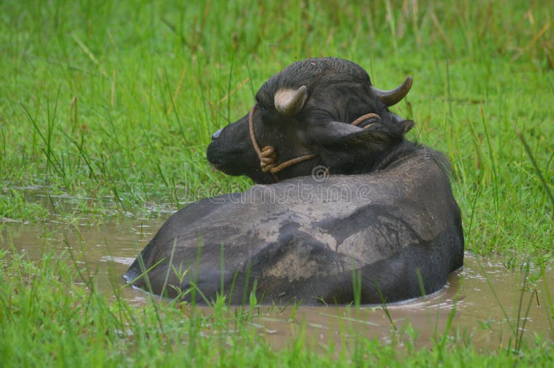 Buffalo on the paddy field stock photo. Image of bovine - 188827848