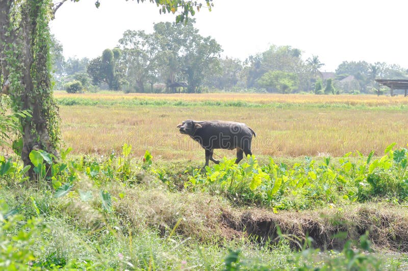Buffalo, Buffalo in the Paddy Field Stock Image - Image of black ...