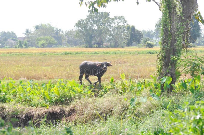 Buffalo, Buffalo in the Paddy Field Stock Photo - Image of farm, animal ...