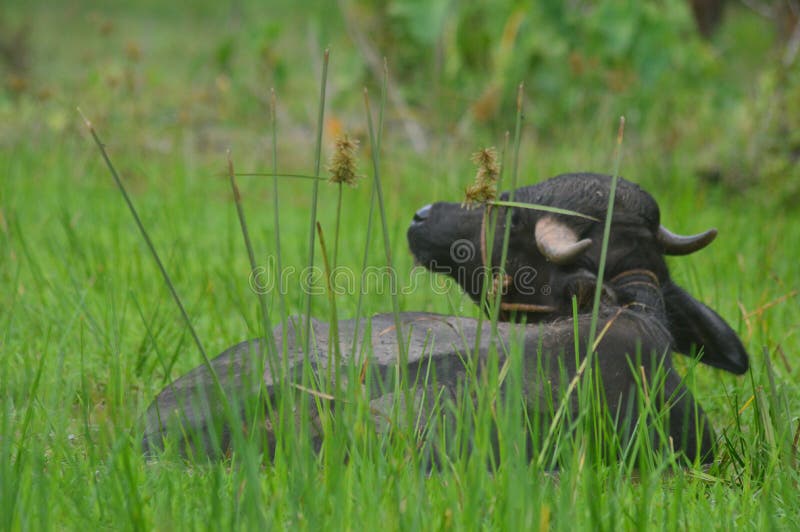 Buffalo on the Paddy Field Relaxing Time Stock Photo - Image of grass ...