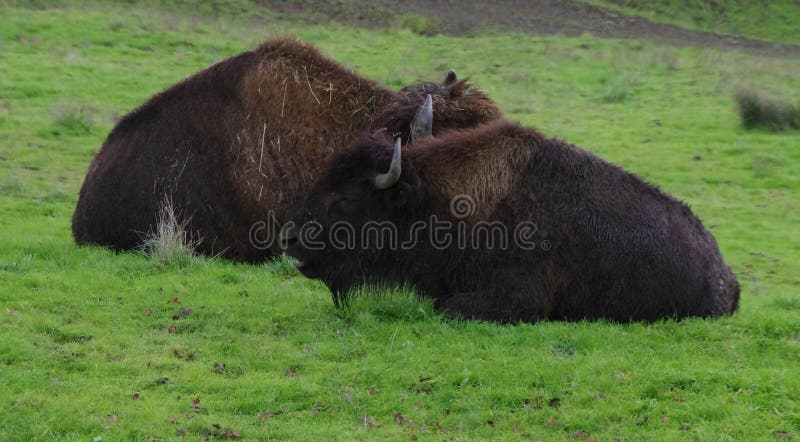 Buffalo stock photo. Image of bison, rest, horns, beard - 84558794