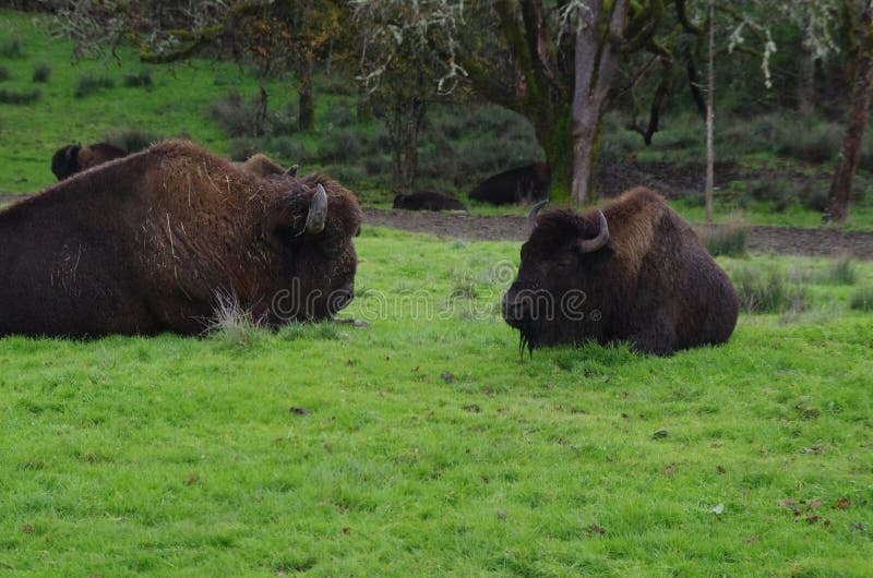 Buffalo stock image. Image of bison, pair, relax, brown - 84564775