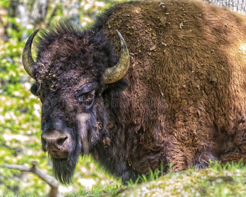 Buffalo in Indiana stock photo. Image of national, indiana - 112230548
