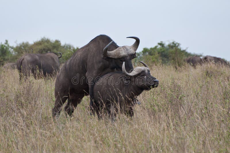 Mating Buffaloes stock photo. Image of married, africa - 25005364