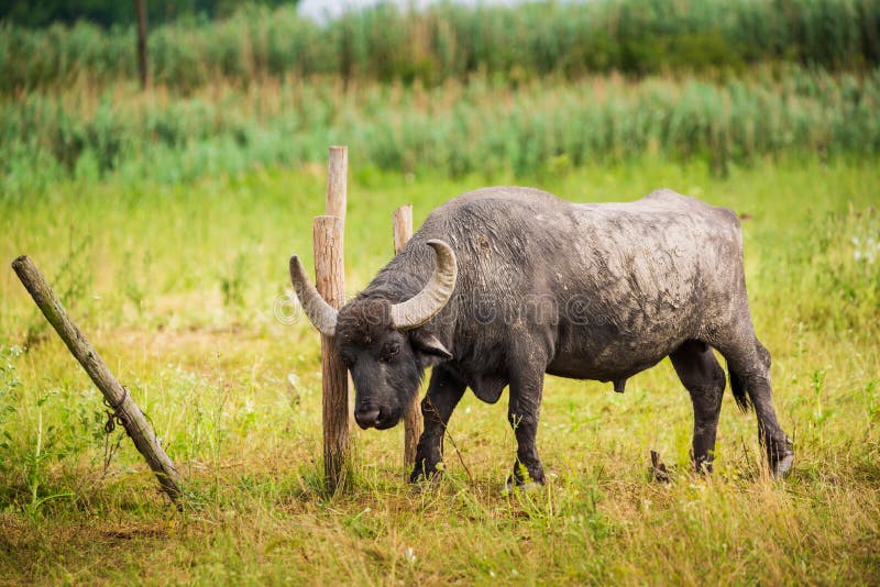 Buffalo on pasture stock image. Image of savannah, mammal - 184635717