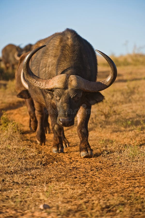Buffalo Leader stock image. Image of male, nature, environment - 9129387