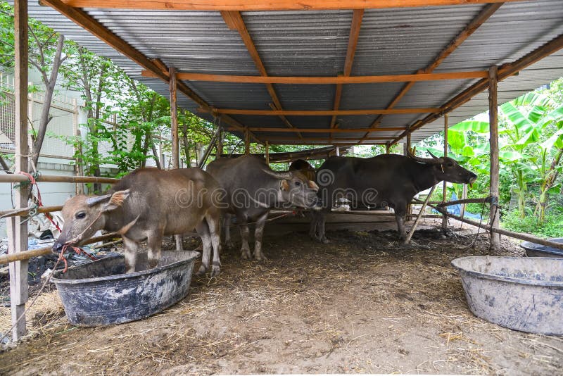 Buffalo in the pen editorial photography. Image of asia - 158953657