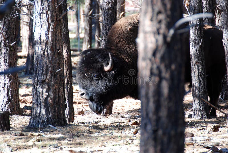 Buffalo among Pines stock photo. Image of animal, tree - 337610058