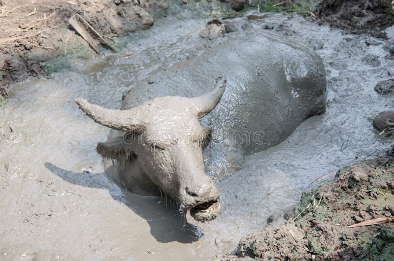 Buffalo played mud stock photo. Image of outdoor, fauna - 135025674