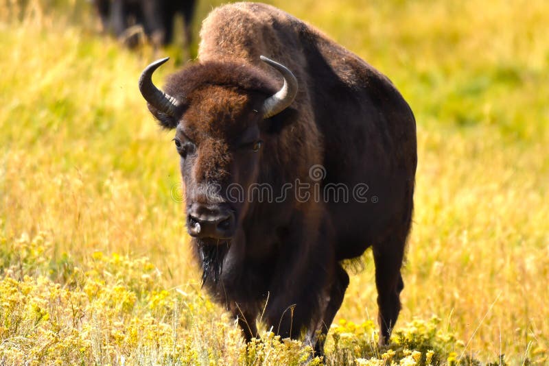 Buffalo Looking at the Camera Stock Photo - Image of green, large ...