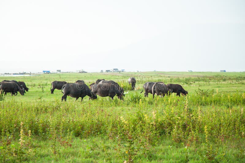 Buffalo on the prairie stock photo. Image of bison, oklahoma - 32325148