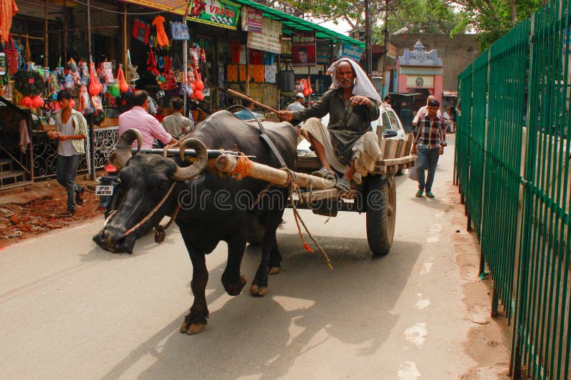 Buffalo Pulling a Cart, Mathura, India Editorial Photography - Image of ...