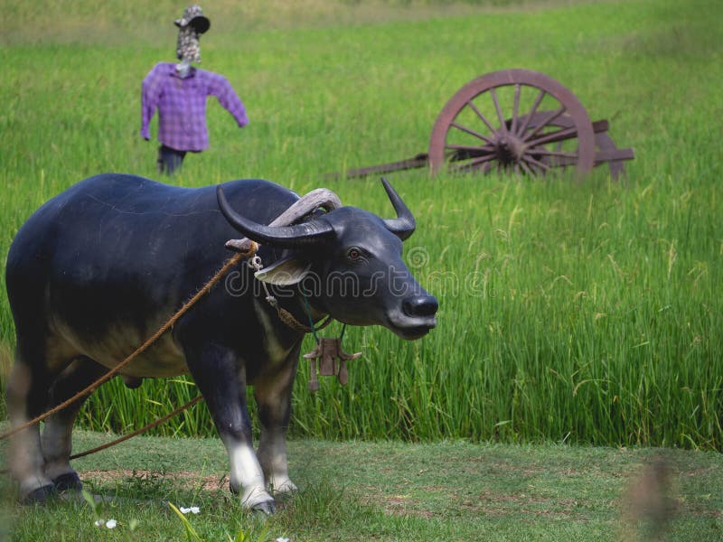 A Buffalo Puppet and a Scarecrow at the Fields Stock Image - Image of ...