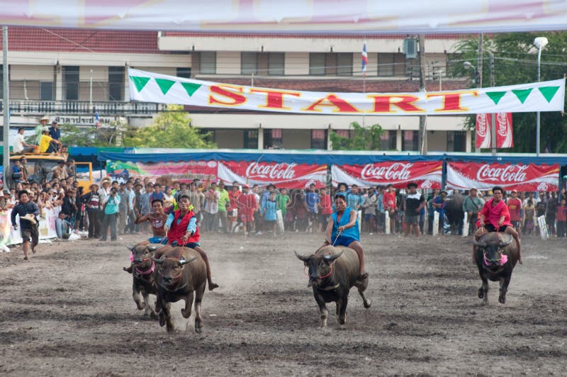 Buffalo Racing editorial image. Image of editorial, unseen - 15353275