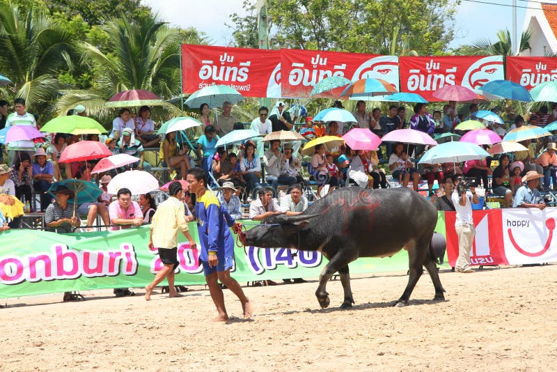 Buffalo Racing in Buffalo Racing Festiva Editorial Photo - Image of ...