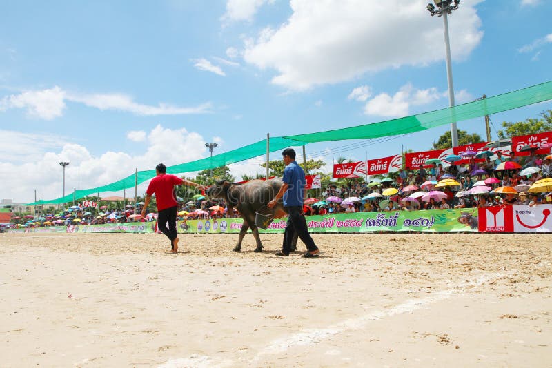 Buffalo Racing in Buffalo Racing Festiva Editorial Photography - Image ...