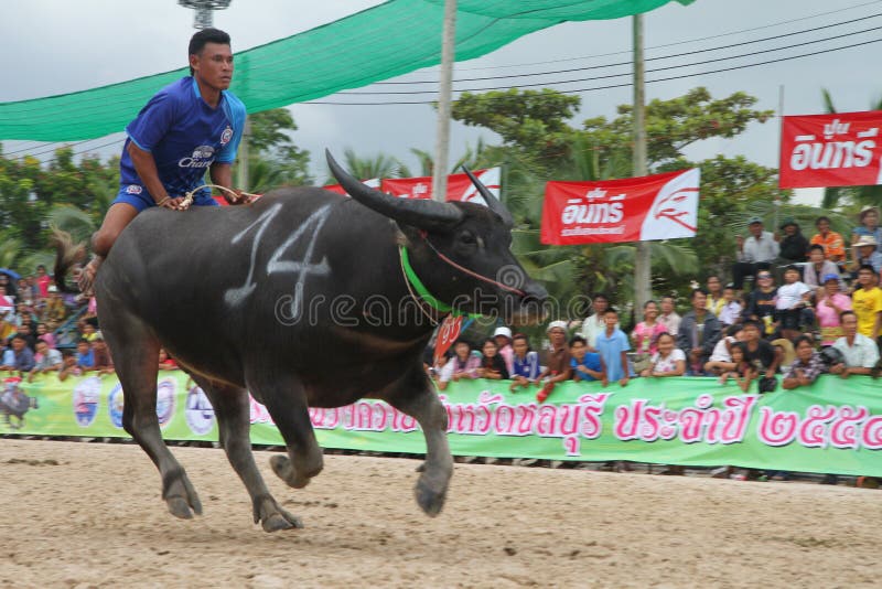 Buffalo Racing in Buffalo Racing Festiva Editorial Stock Photo - Image ...