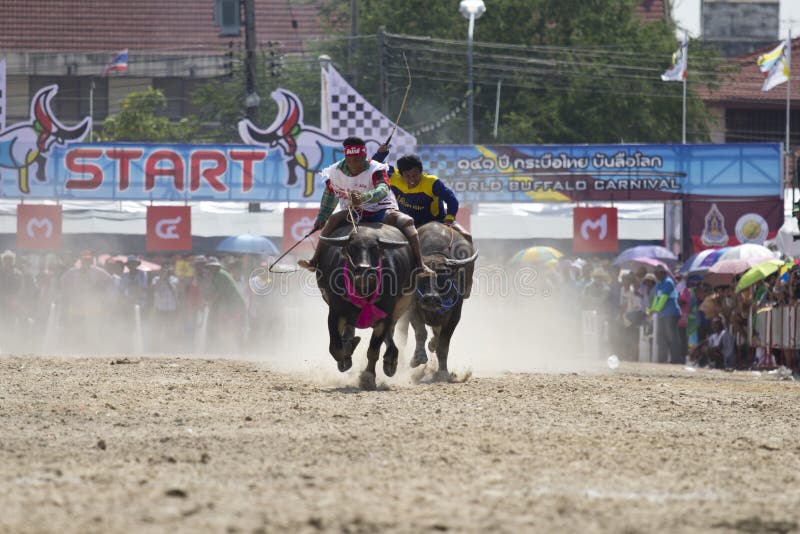 Buffalo Racing Festiva editorial photo. Image of mammal - 27846366