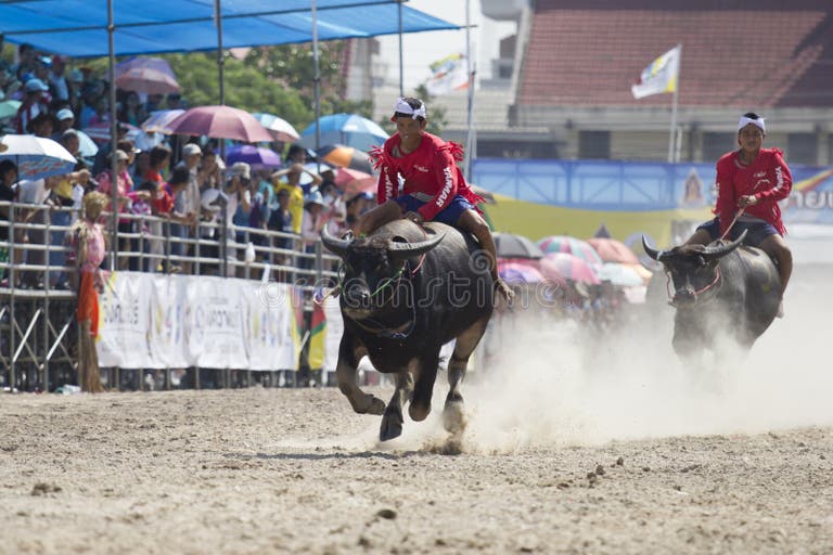 Buffalo Racing Festiva editorial image. Image of event - 27846405