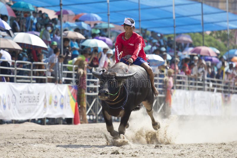Buffalo Racing Festiva editorial stock photo. Image of tourism - 27846408