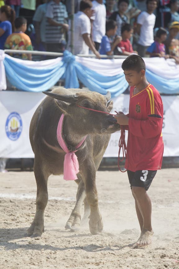 Buffalo Racing Festiva editorial stock photo. Image of back - 27846423