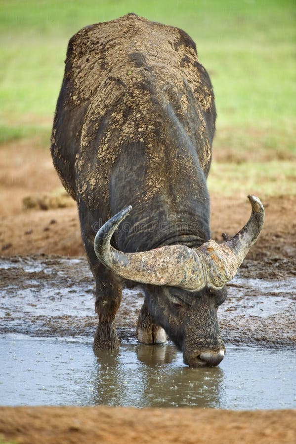 Buffalo in the Rain stock image. Image of south, addo - 9367029