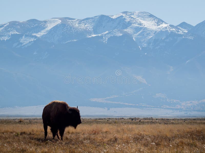 Buffalo ranch stock photo. Image of county, large, grassland - 30825558
