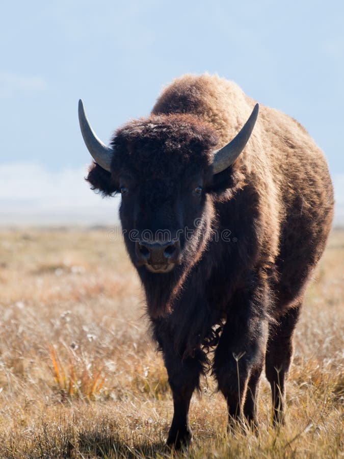 Buffalo Ranch stock photo. Image of county, ranch, horded - 21863202