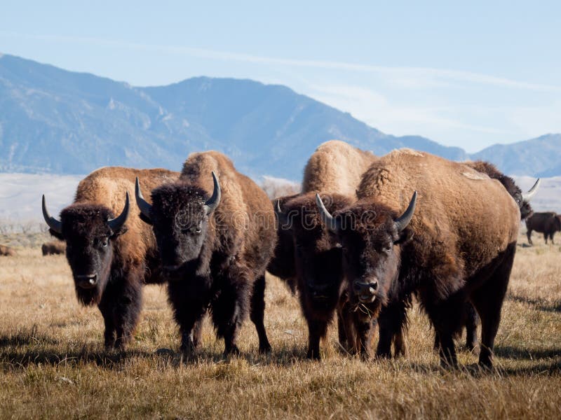 Buffalo Ranch stock photo. Image of sand, grassland, luis - 21863266