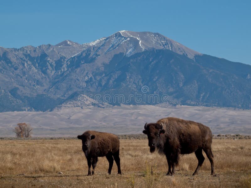 Buffalo ranch stock photo. Image of county, large, grassland - 30825558