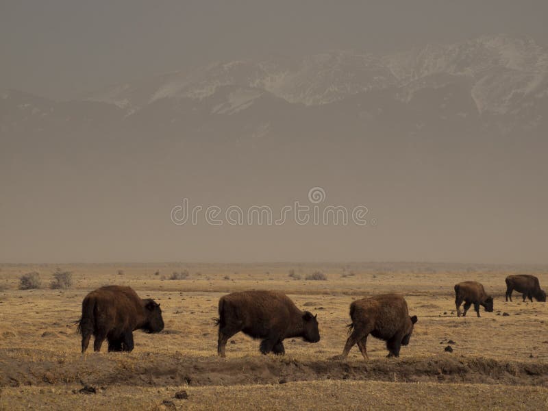 Buffalo Ranch stock image. Image of ranch, dust, wild - 24085067
