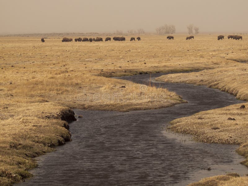 Buffalo Ranch stock image. Image of brown, great, luis - 24085077