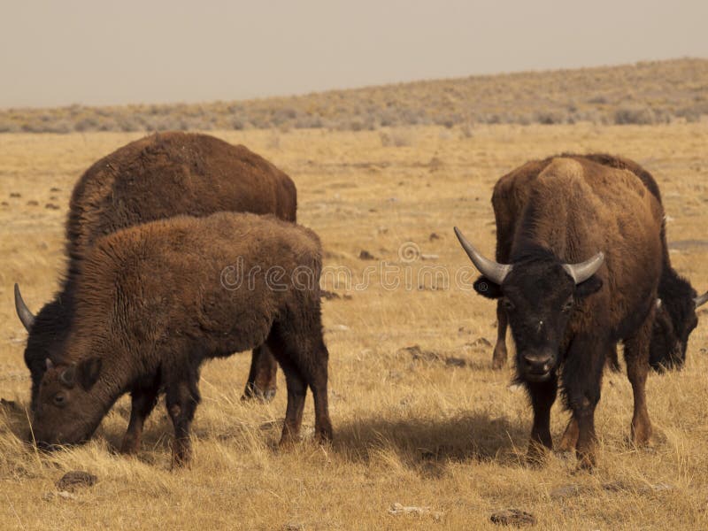 Buffalo Ranch stock photo. Image of domestic, grassland - 24085096