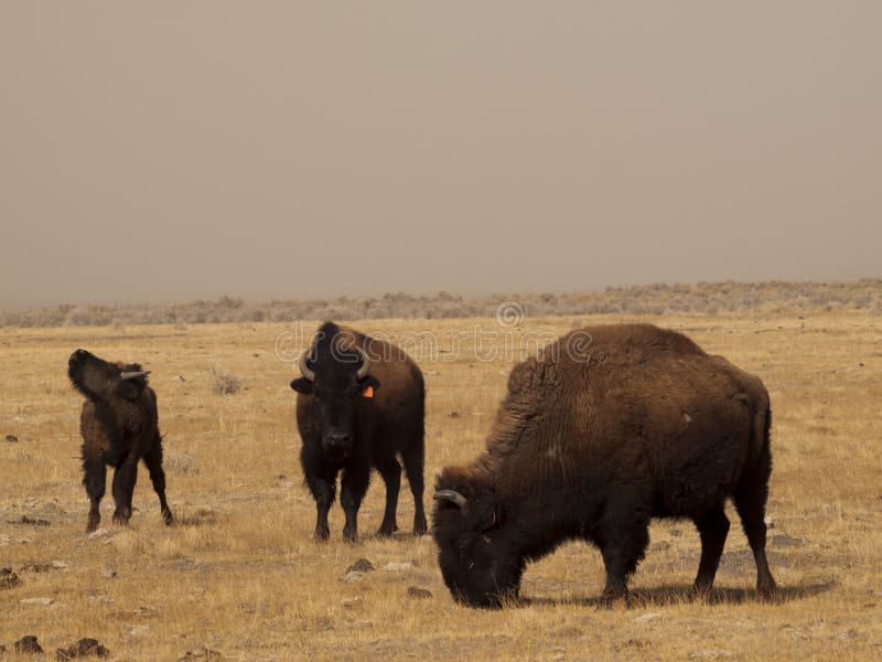 Buffalo Ranch stock photo. Image of conservation, animal - 24085098