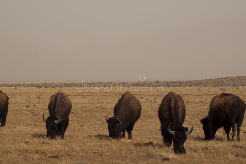 Buffalo Ranch stock photo. Image of county, domestic - 24085114