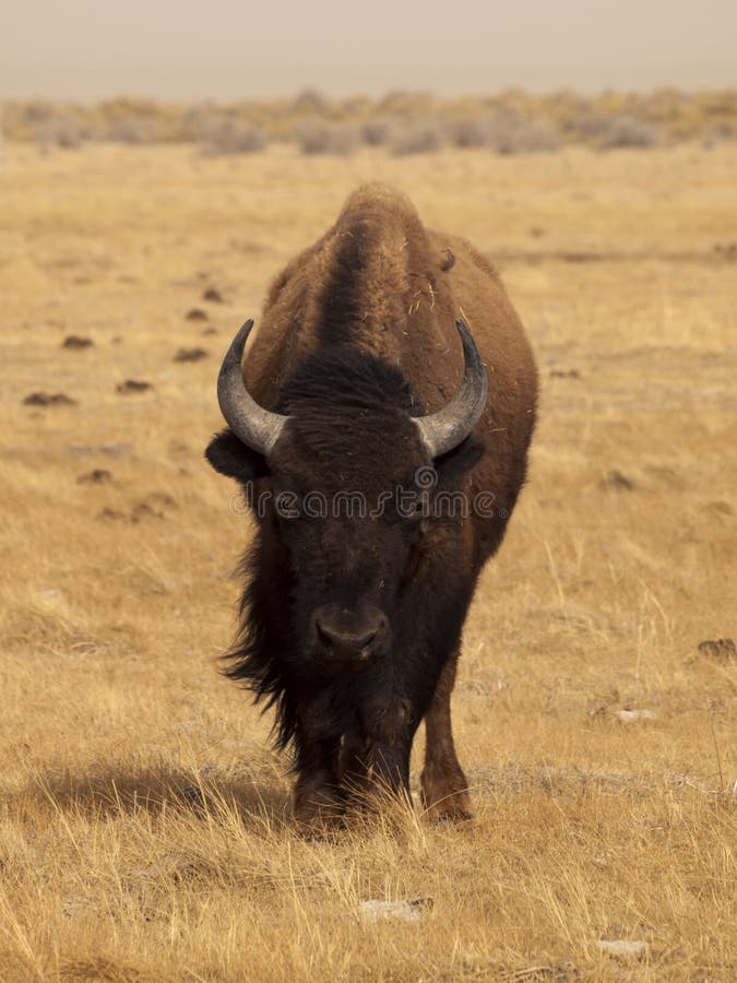 Buffalo Ranch stock photo. Image of county, luis, conservancy - 24085126
