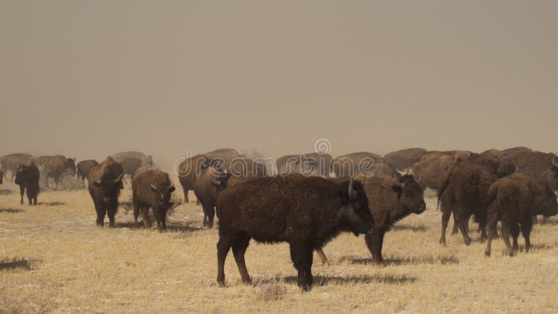 Buffalo ranch stock photo. Image of county, large, grassland - 30825558