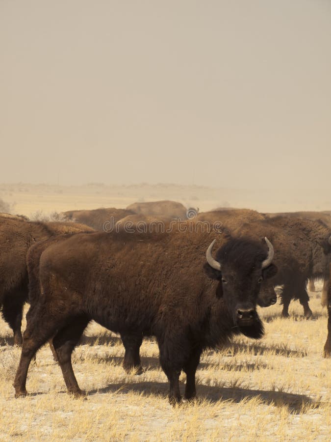 Buffalo Ranch stock image. Image of dunes, luis, ranch - 24085483