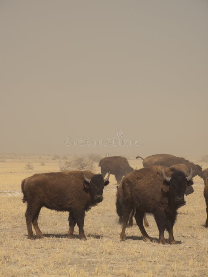 Buffalo ranch stock photo. Image of county, large, grassland - 30825558