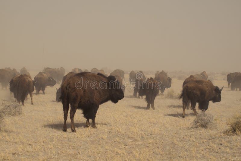 Buffalo ranch stock photo. Image of county, large, grassland - 30825558