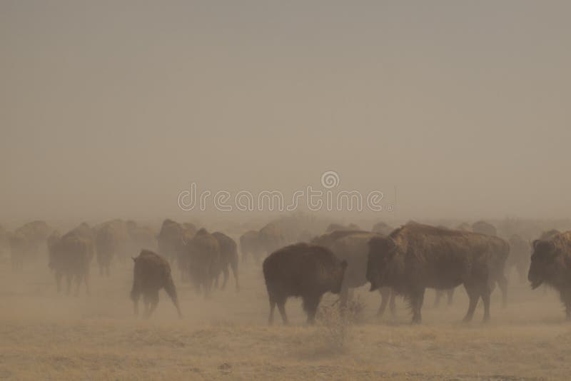 Buffalo Ranch stock photo. Image of dunes, domestic, county - 24085520