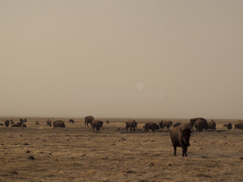 Buffalo Ranch stock photo. Image of grassland, plain - 24085532